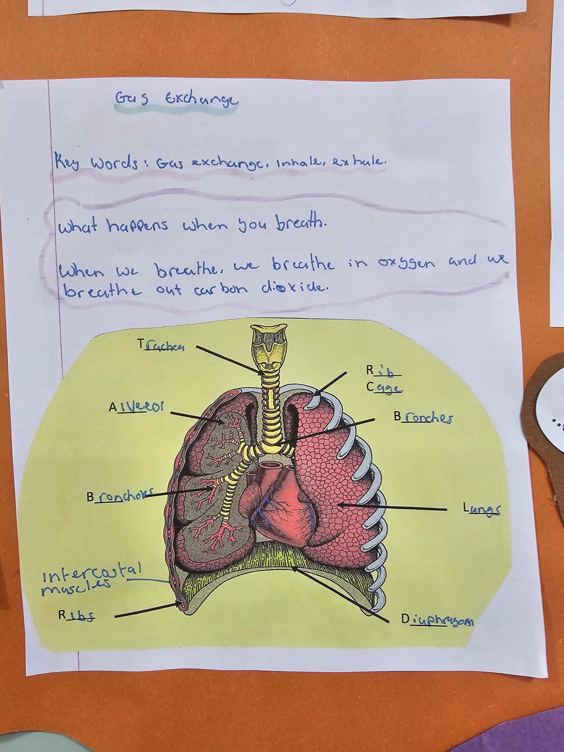 Tuition Timetable - KRS Education